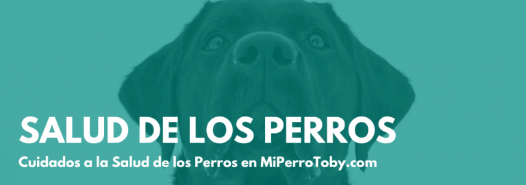 Salud de los Perros: Cuidado Canino con Tips y Medicamentos